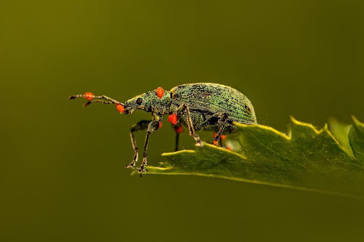 Best Bugs To Catch - Spartan and the Green Egg